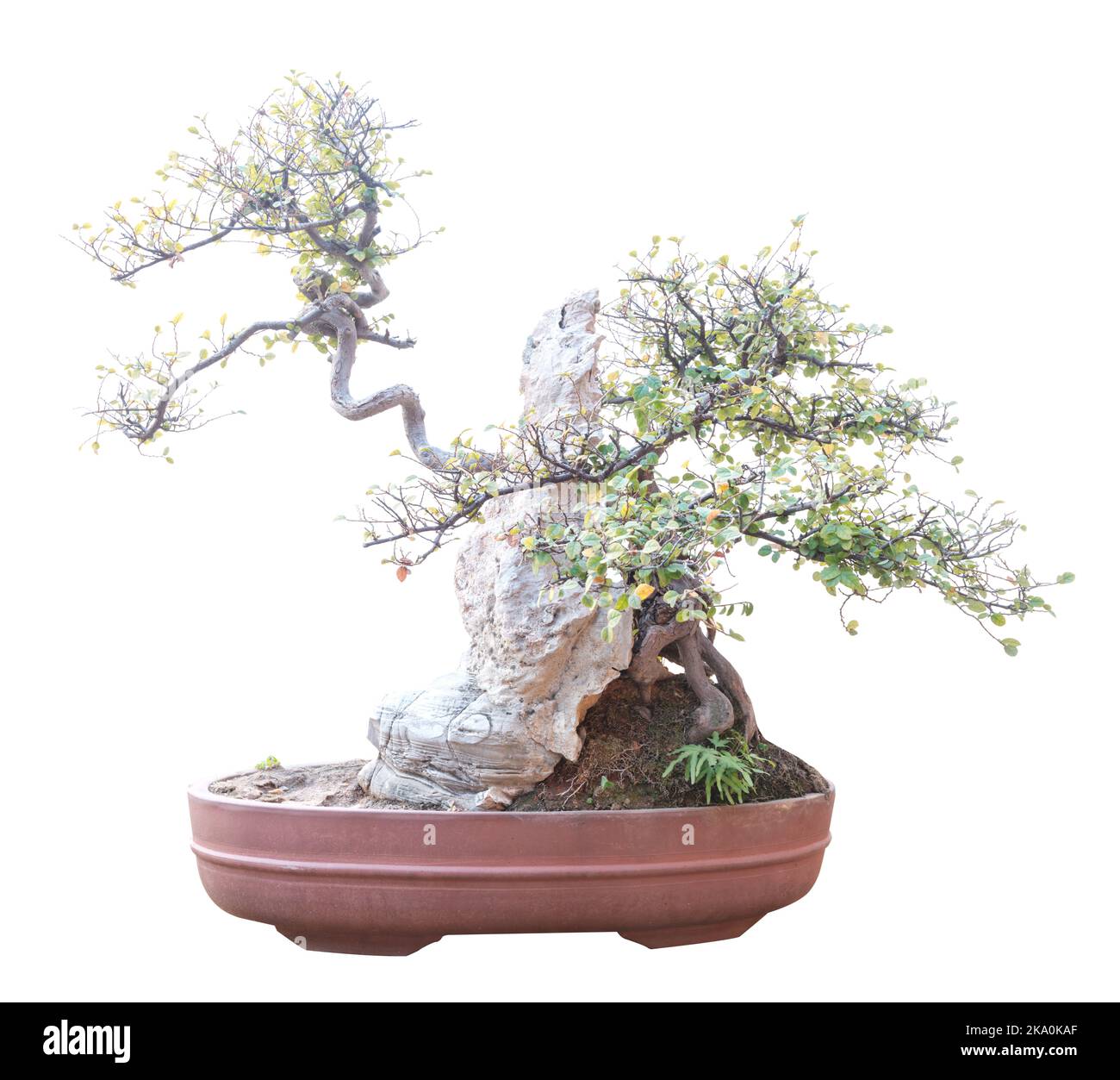 Ficus panda bonsai tree, ficus retusa, isolated on white Stock Photo ...