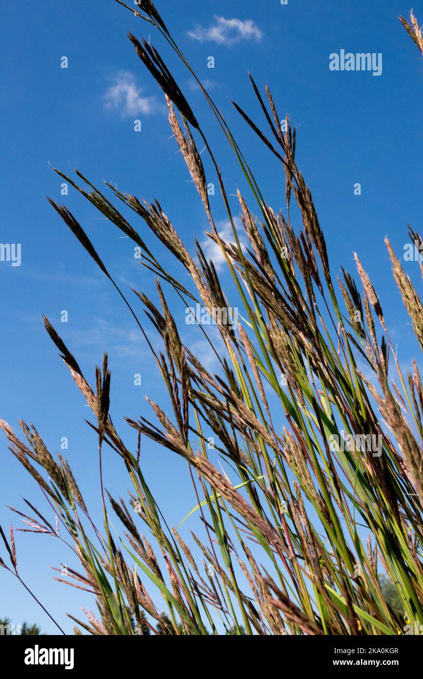 Long grass blossom hi-res stock photography and images - Alamy