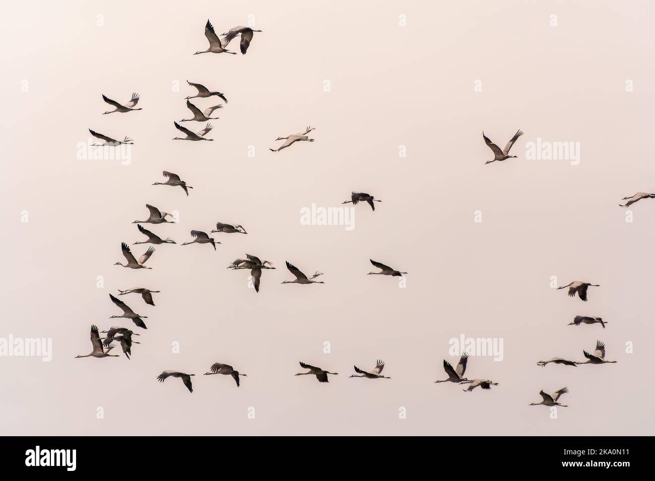 Flock of Cranes flying in the sunset. A flock of birds in the sky at ...