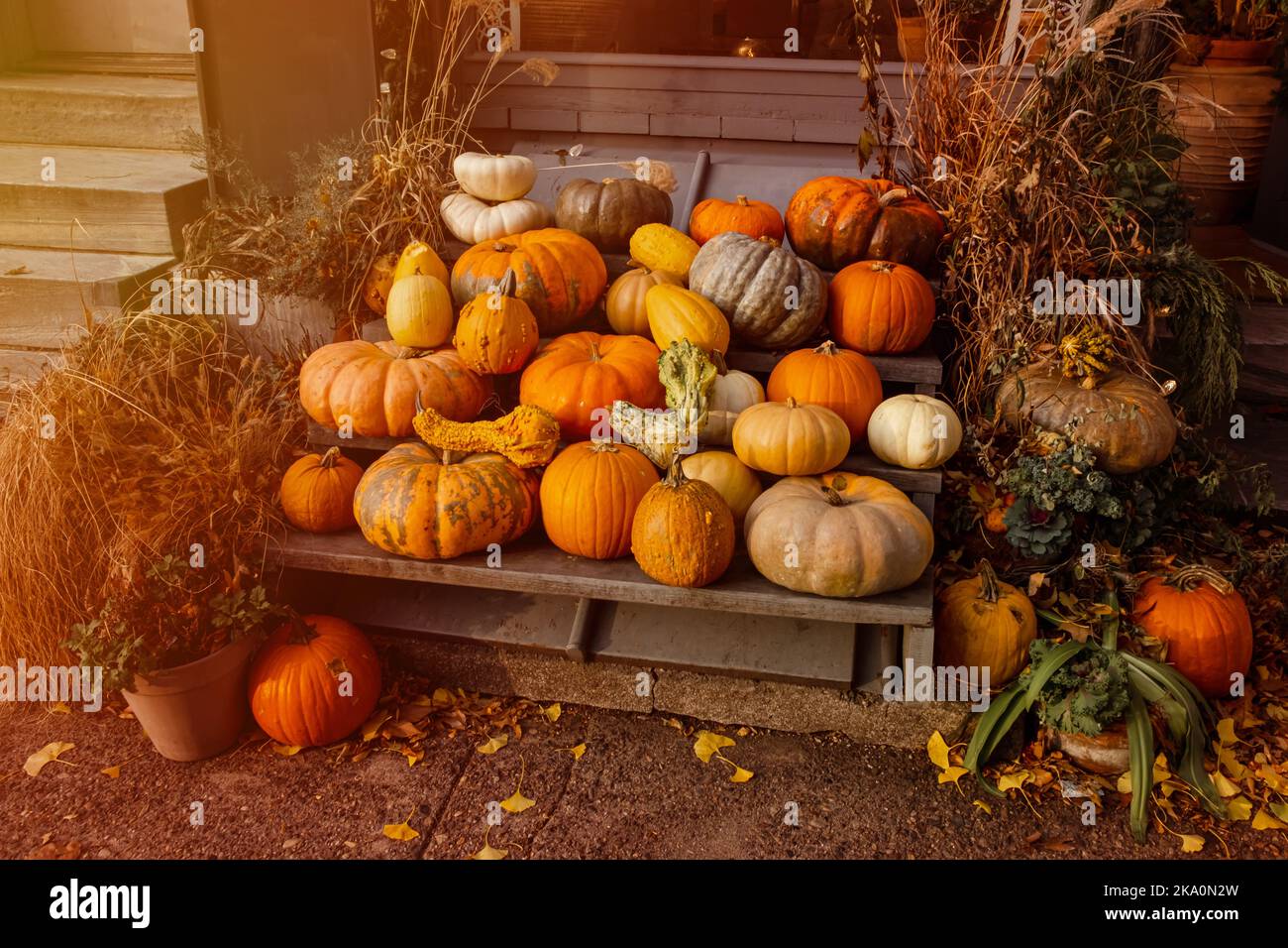 Multi shaped pumpkins hi-res stock photography and images - Alamy
