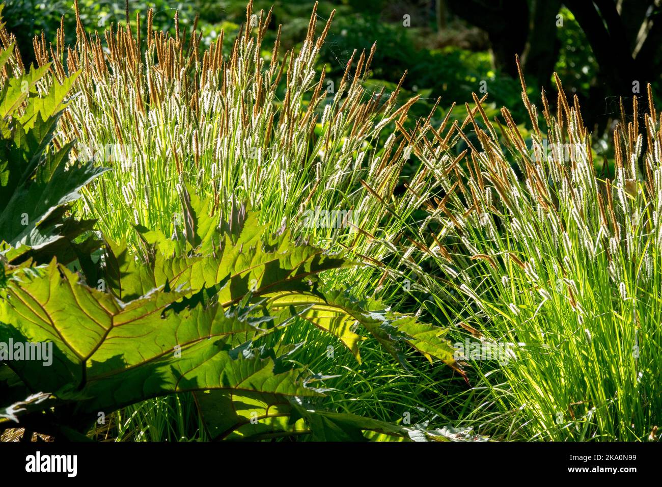 Carex elata, Blooming, Tufted sedge, Spring, Flowering, Sedge, Garden ...