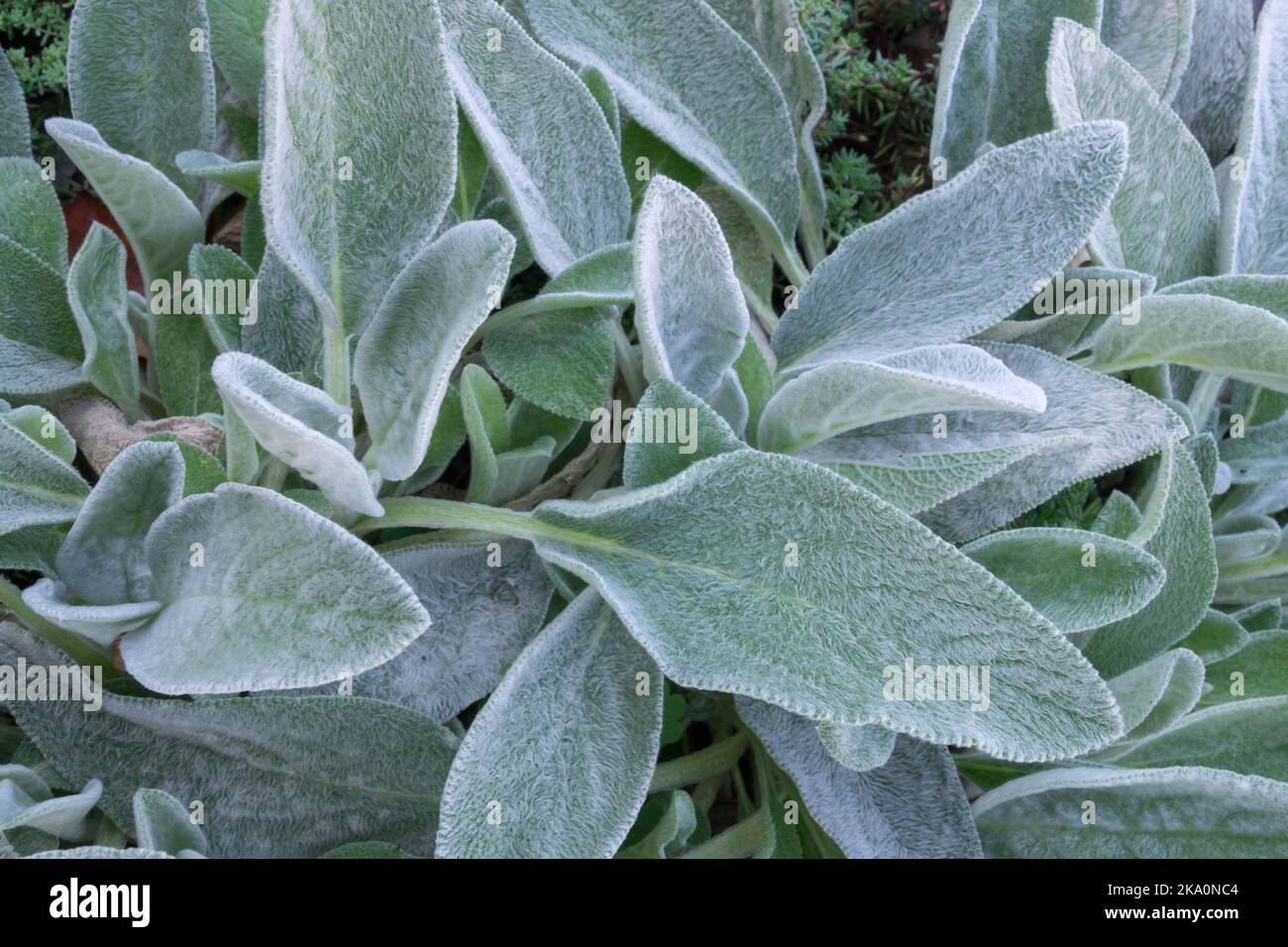 Lambs Ears, Stachys byzantina "Simba", Felt leaves Stock Photo - Alamy