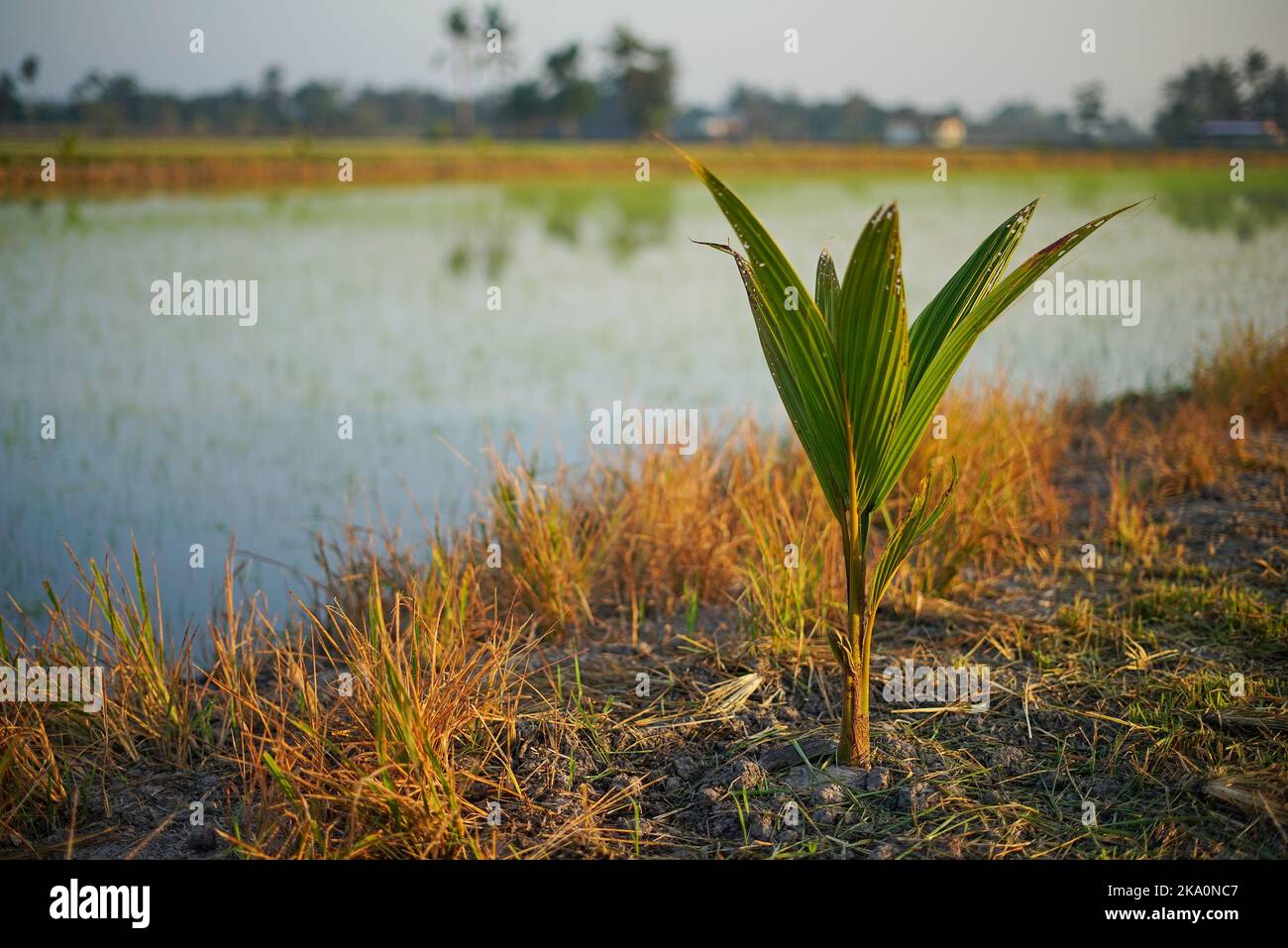 Coconut tree seed with paddy field and blue sky at background Stock ...