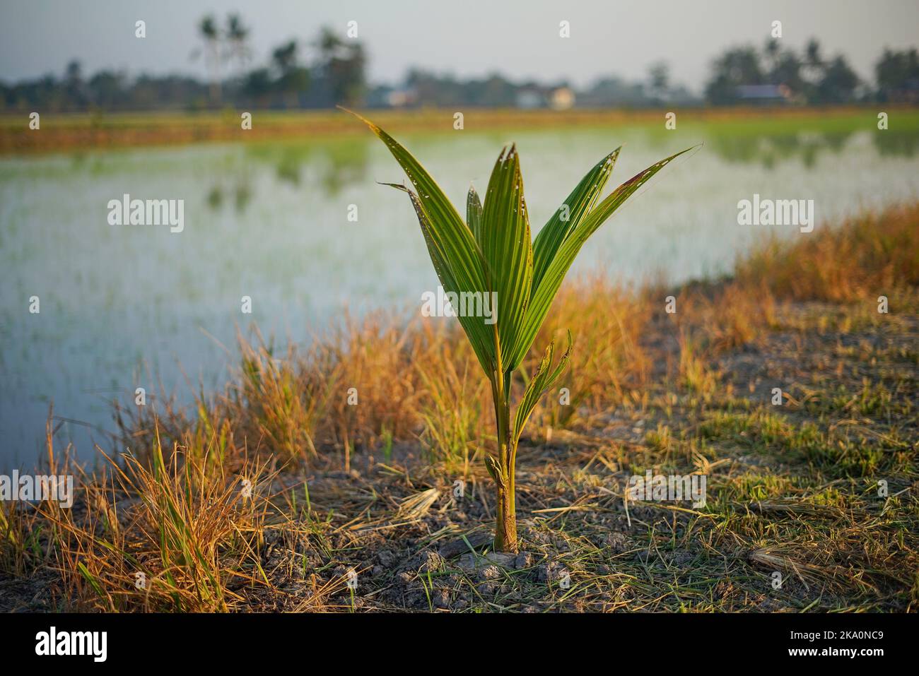 Coconut tree seed with paddy field and blue sky at background Stock ...