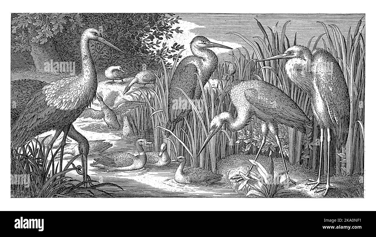 Storks And Ducks By A Pool On The Left Two Storks One Of Which Pecks An Eel Out Of The Water