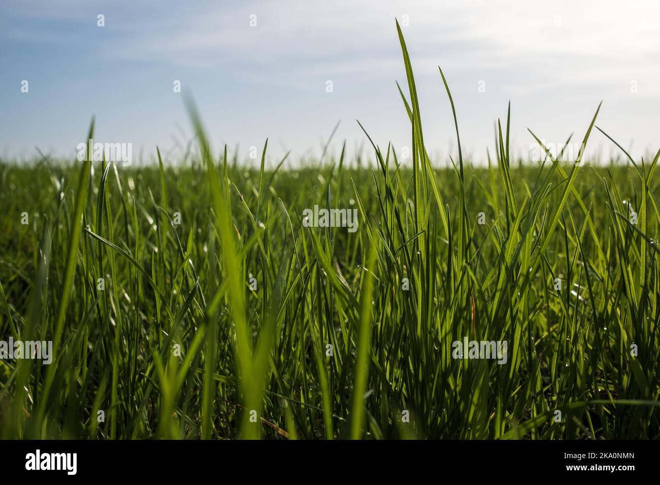 Meadow with green grass against the blue sky, on a sunny day Stock ...