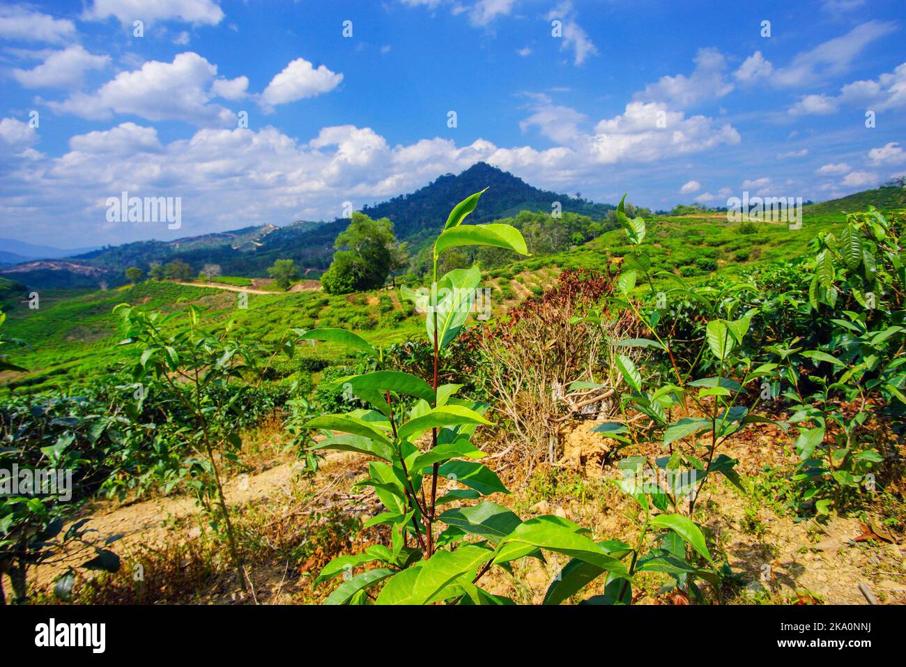 View of tea plantation at Kundasang, Sabah Stock Photo - Alamy