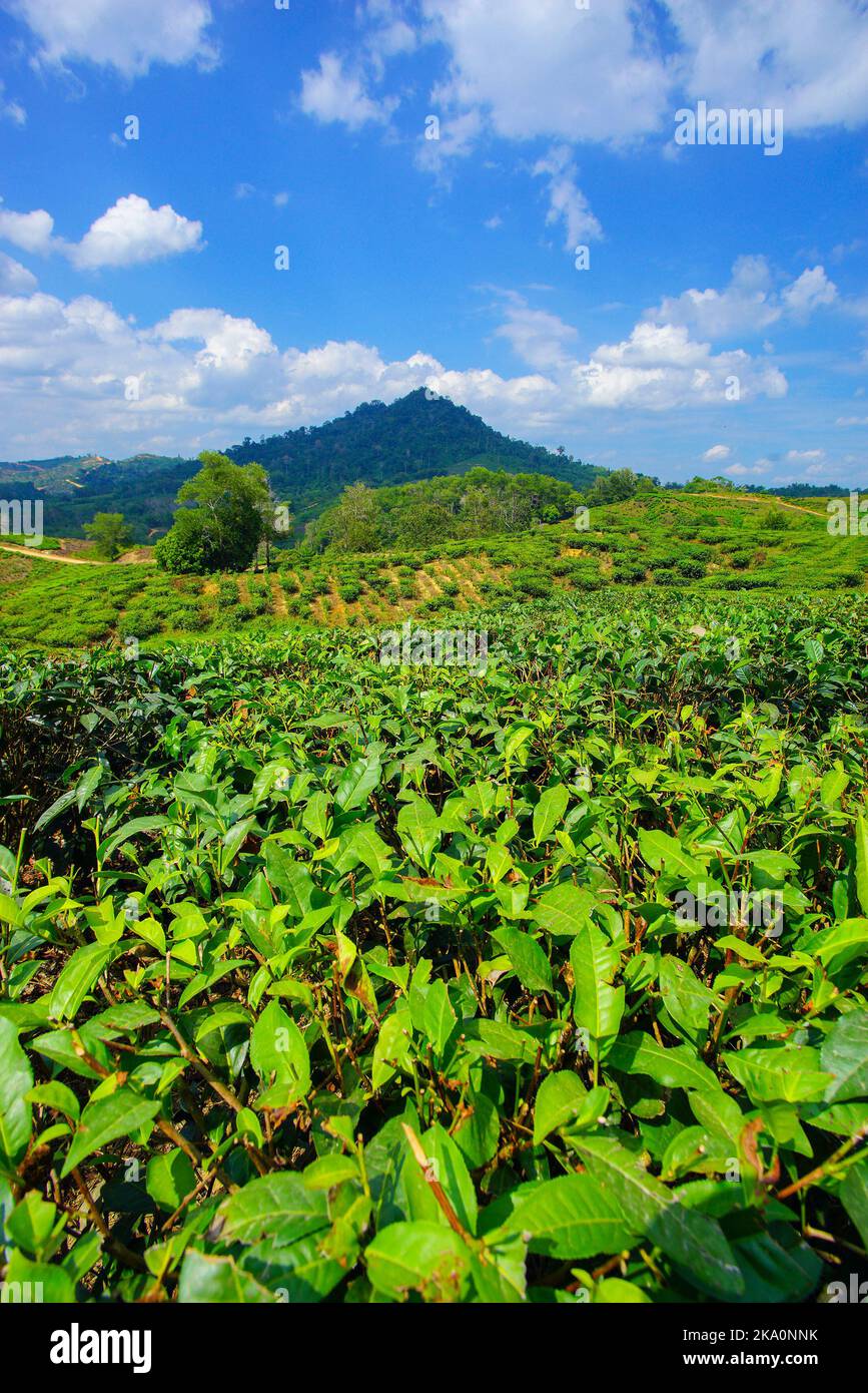 View of tea plantation at Kundasang, Sabah Stock Photo - Alamy