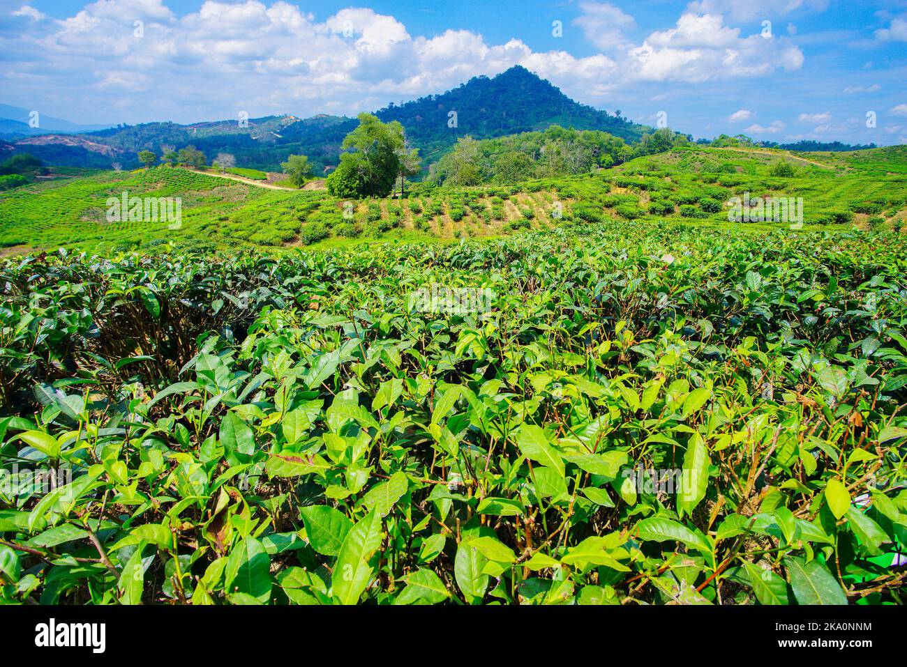 Sabah tea plantation hi-res stock photography and images - Alamy