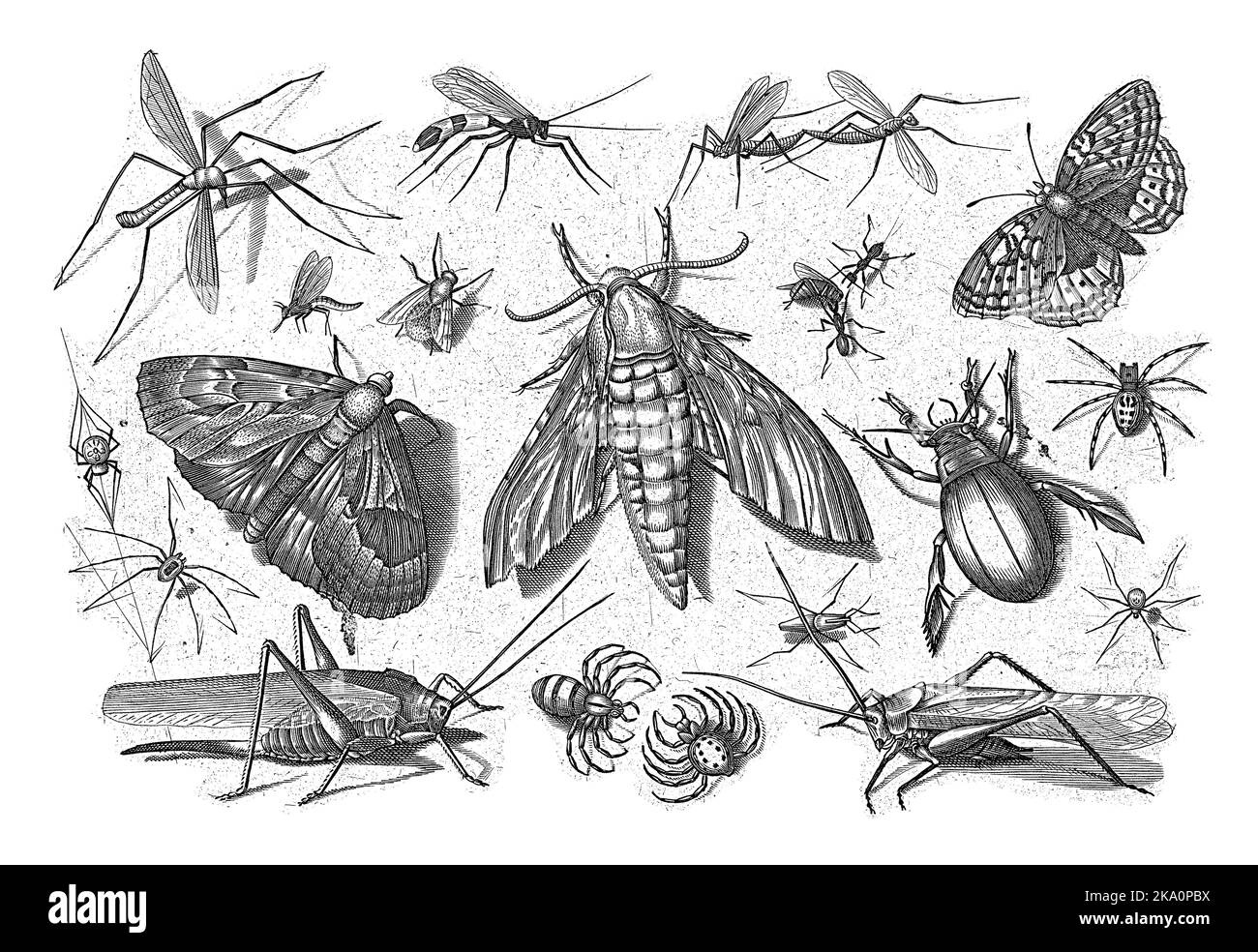 Various insects hi-res stock photography and images - Alamy