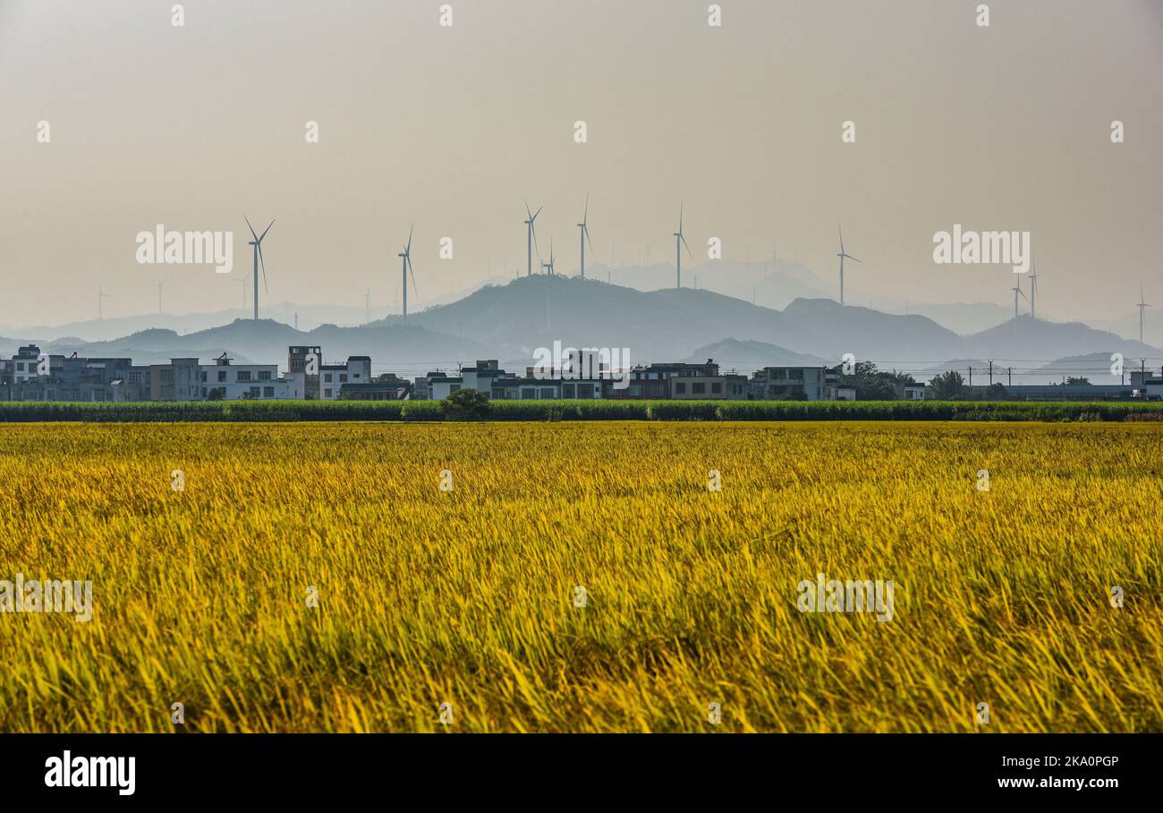 NANNING, CHINA - OCTOBER 29, 2022 - Ancient spicy rice, a protected ...
