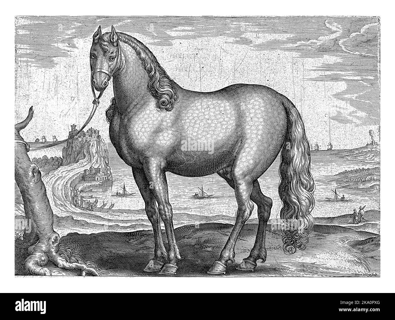 A Breton horse, in profile. The print has a Latin caption and is part ... A Breton horse, in profile. The print has a Latin caption and is part ...