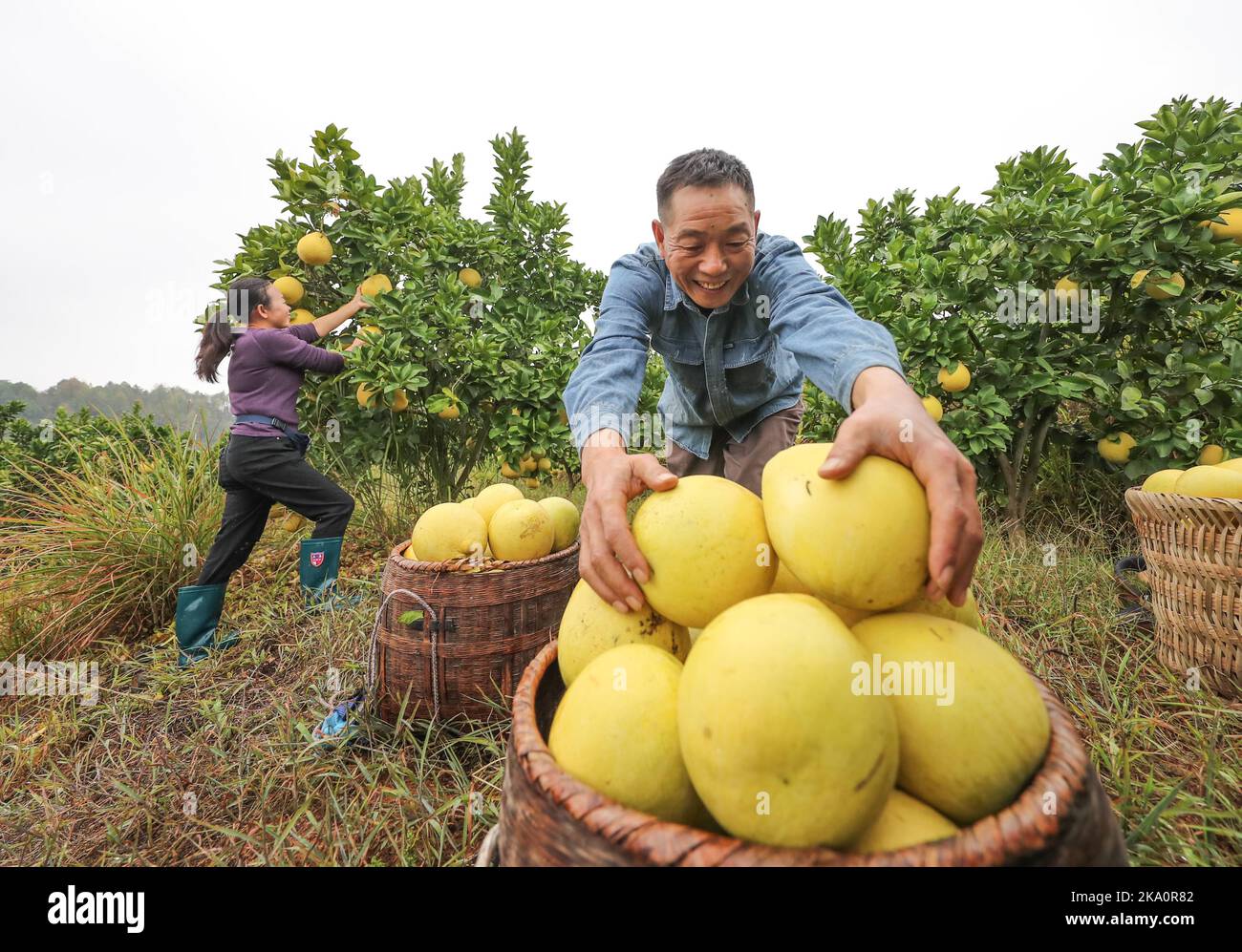 TONGREN, CHINA - OCTOBER 30, 2022 - Villagers harvest pomelos in ...