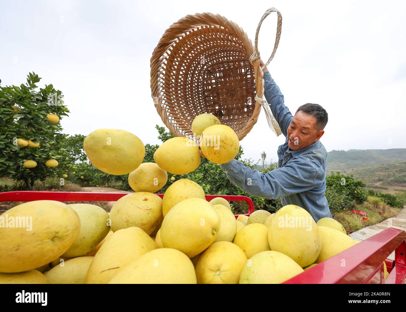 TONGREN, CHINA - OCTOBER 30, 2022 - Villagers harvest pomelos in ...