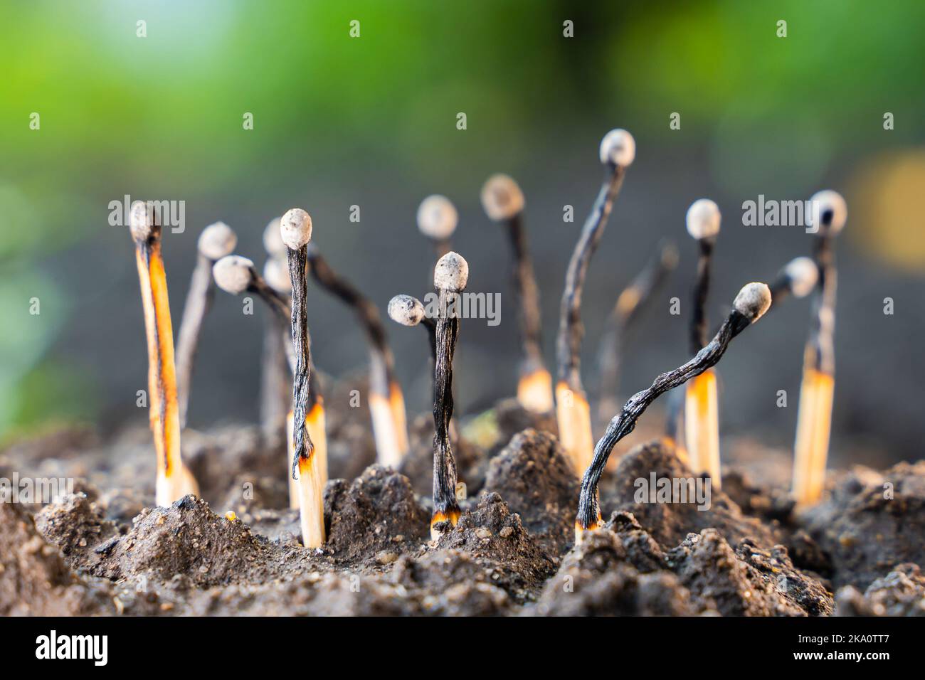 Used household wooden matches sticking out of the soil close-up on a ...