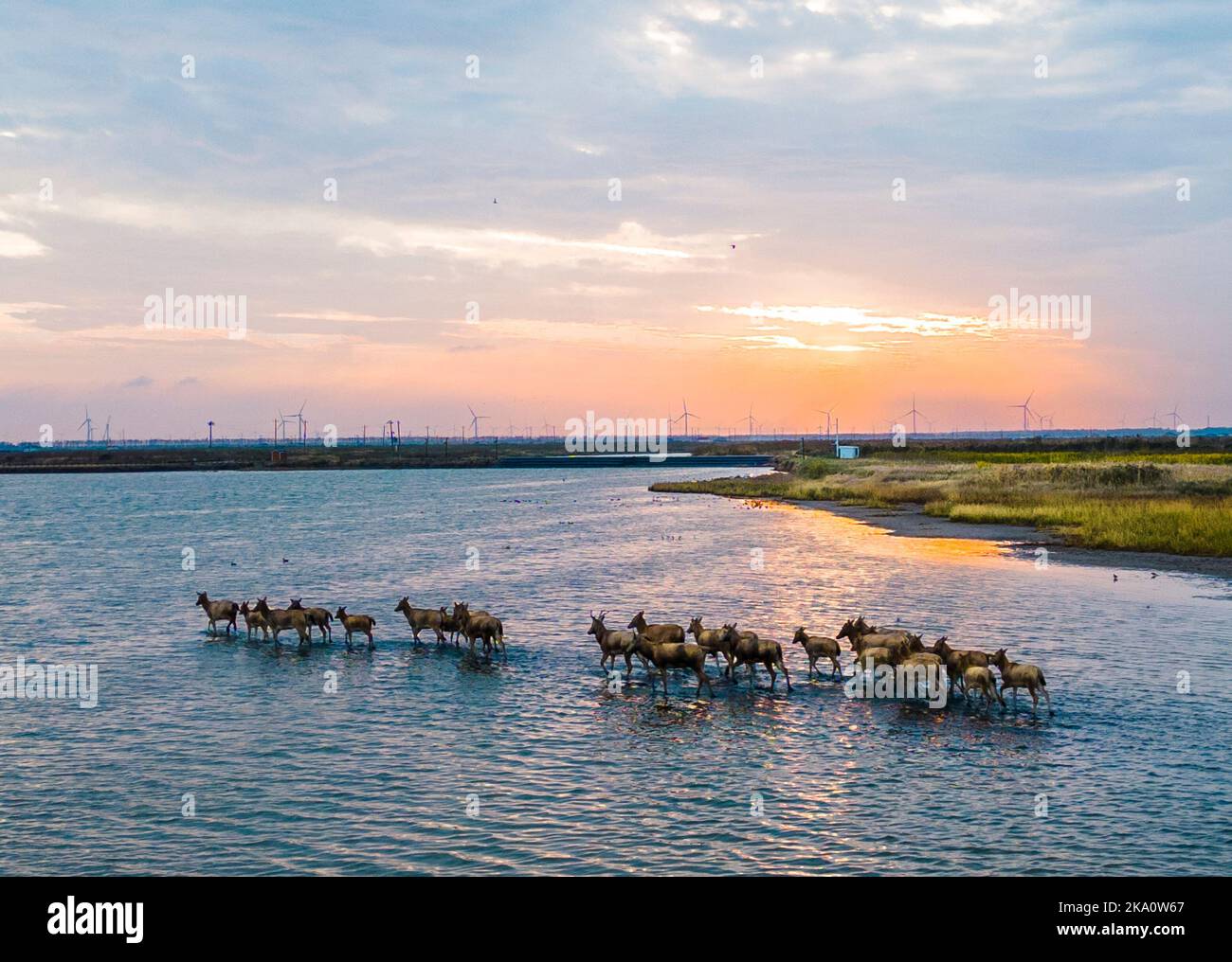 YANCHENG, CHINA - OCTOBER 30, 2022 - An aerial photo shows a herd of ...