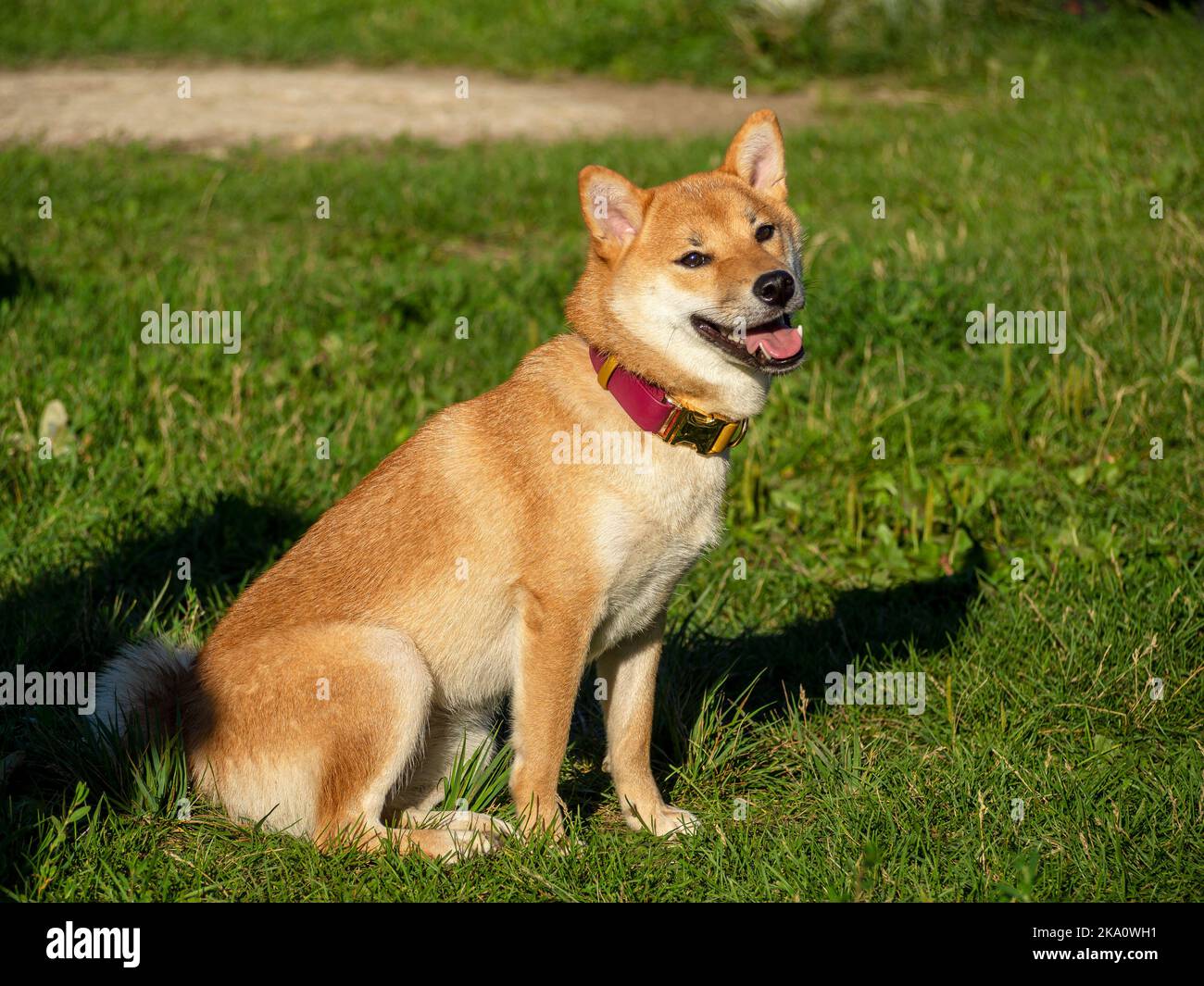 Shiba Inu plays on the dog playground in the park. Cute dog of shiba ...