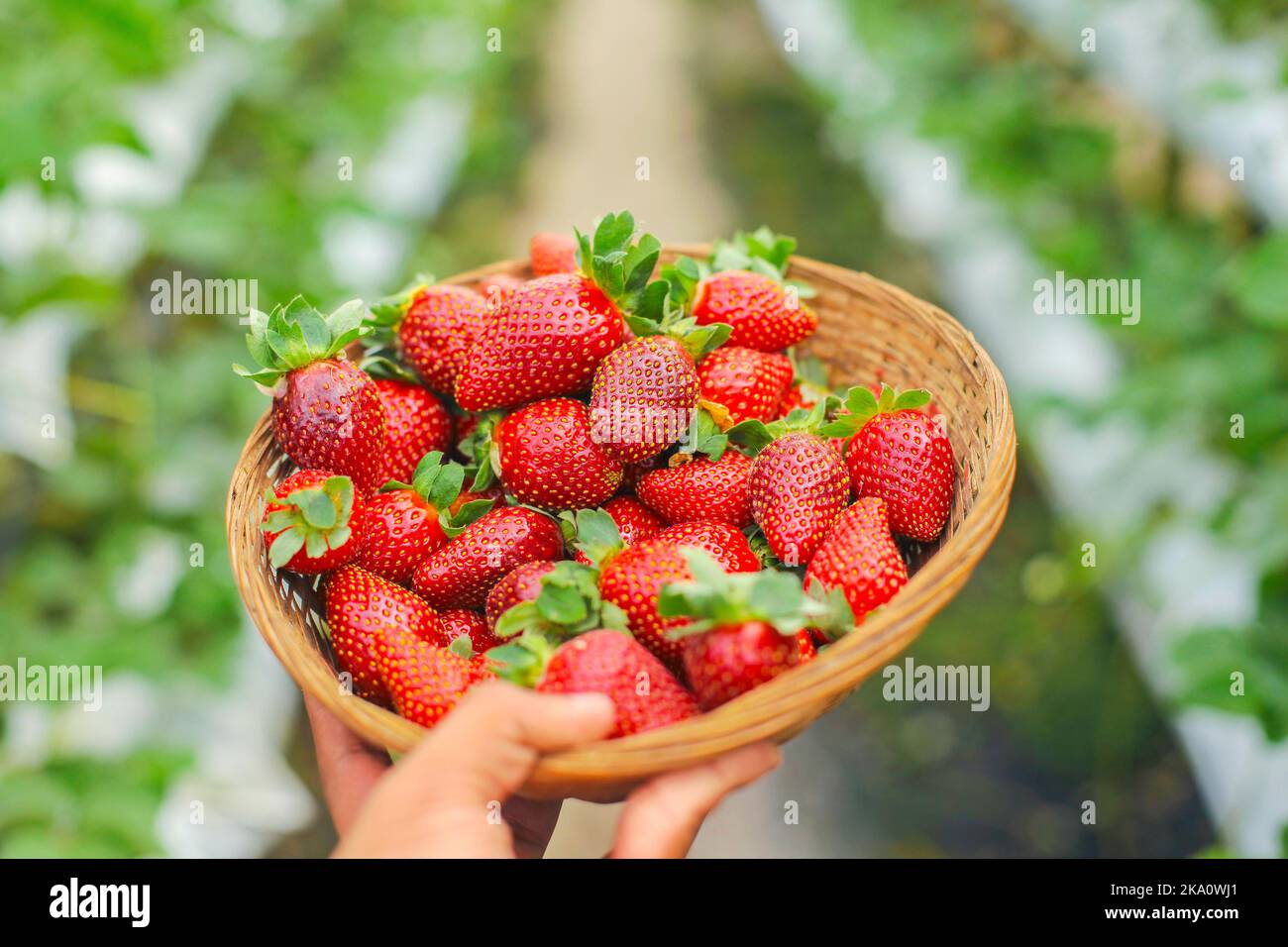 Strawberries picking malaysia hi-res stock photography and images - Alamy