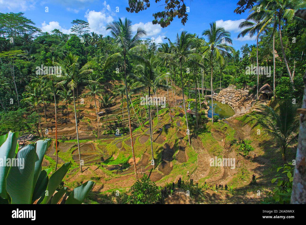 Paddy tarrace in Bali Stock Photo - Alamy