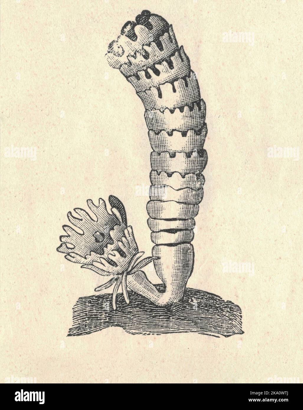 Strobila jellyfish hi-res stock photography and images - Alamy