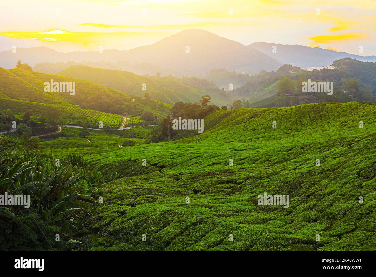 Aerial morning tea hi-res stock photography and images - Alamy