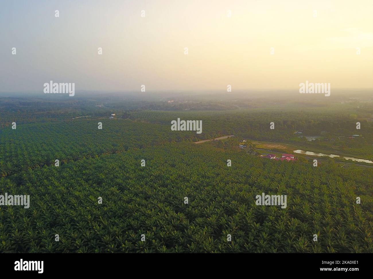Aerial view on plantation of palm trees background, Top view aerial ...
