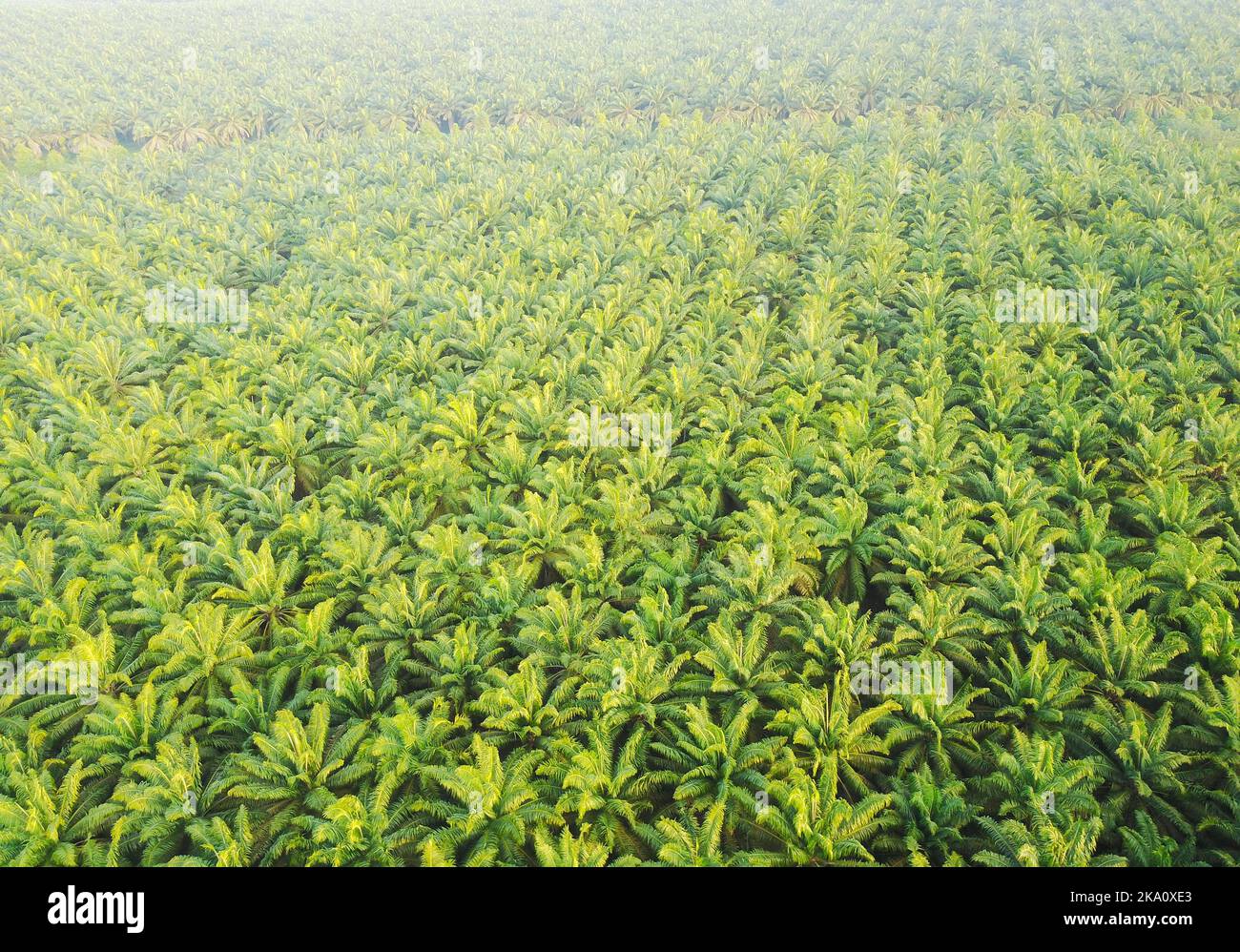 Aerial view on plantation of palm trees background, Top view aerial ...
