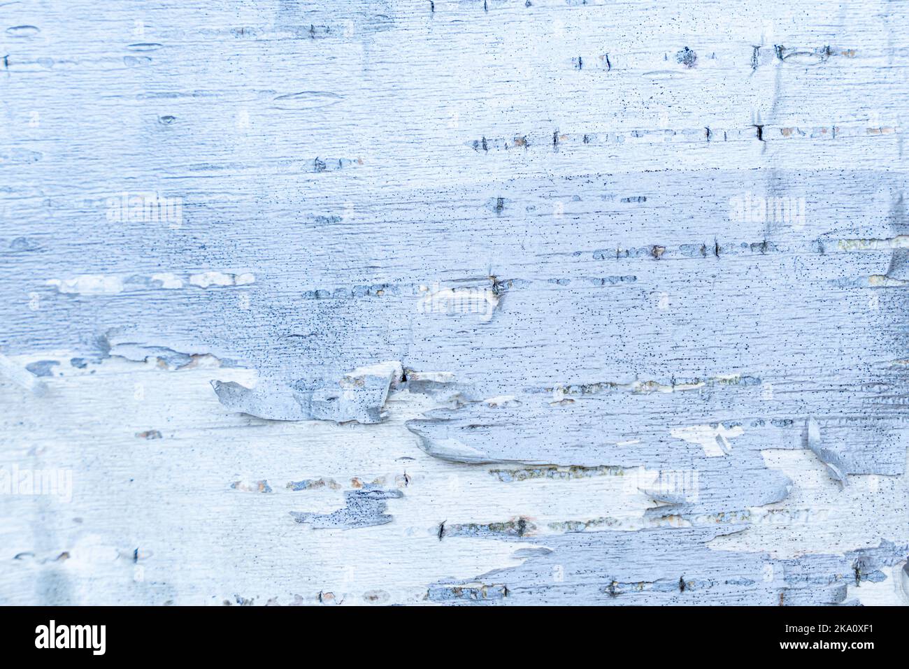 birch bark natural texture background. High quality photo Stock Photo ...