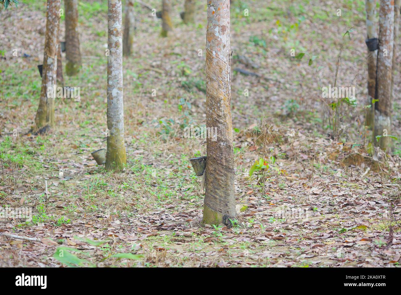 Rubber Latex extracted from rubber tree , (Hevea Brasiliensis) as a ...