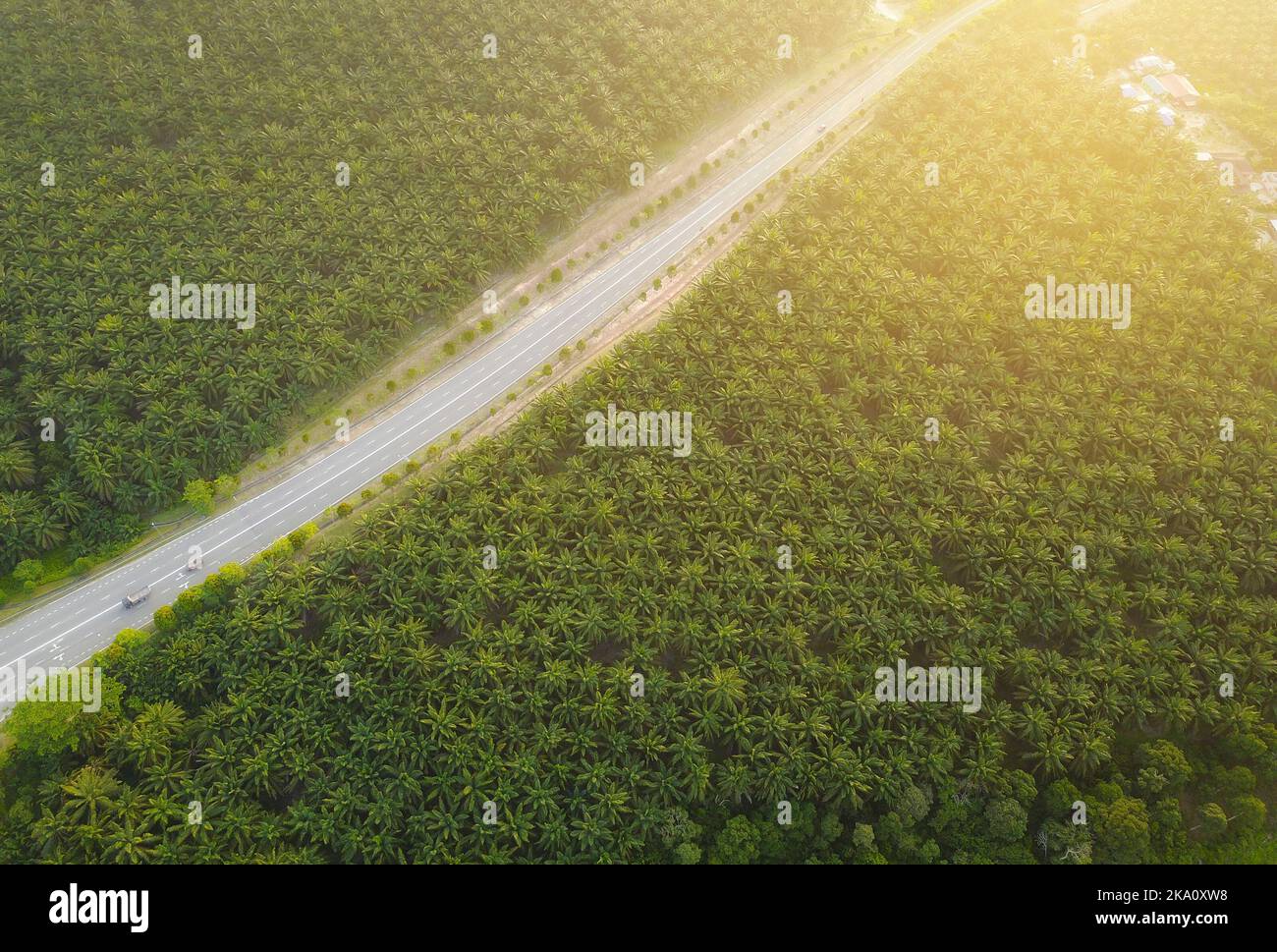 Aerial view on plantation of palm trees background, Top view aerial ...