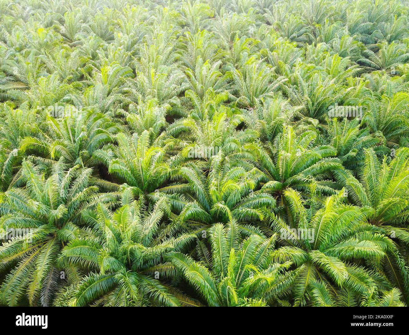 Aerial view on plantation of palm trees background, Top view aerial ...