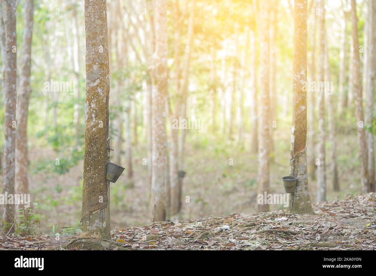 Rubber Latex extracted from rubber tree , (Hevea Brasiliensis) as a ...