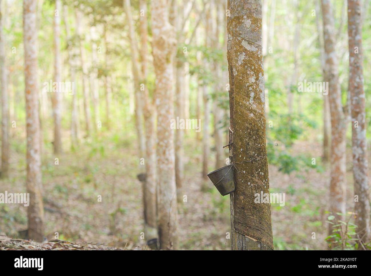 Rubber Latex extracted from rubber tree , (Hevea Brasiliensis) as a ...