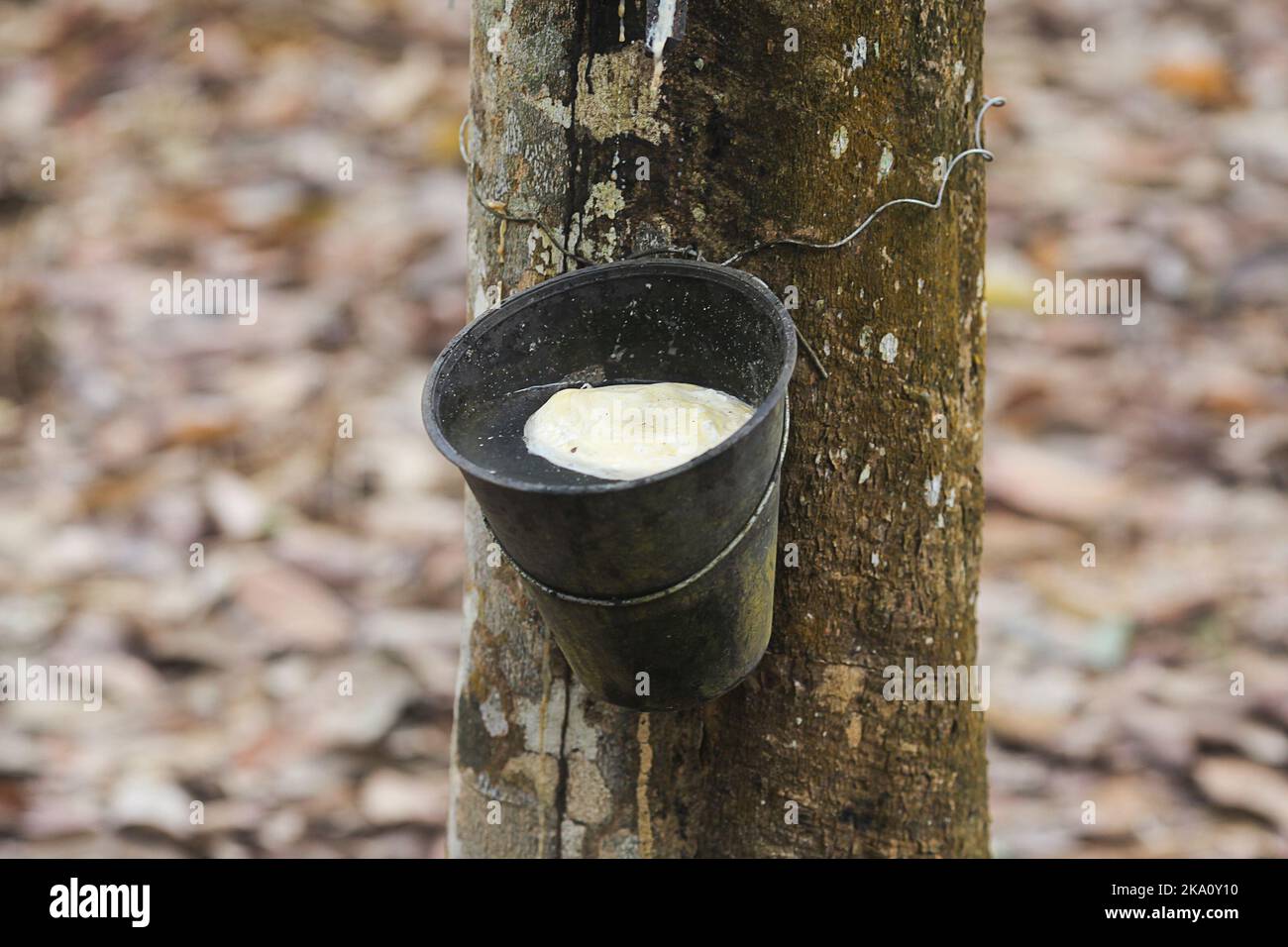 Rubber Latex extracted from rubber tree , (Hevea Brasiliensis) as a ...