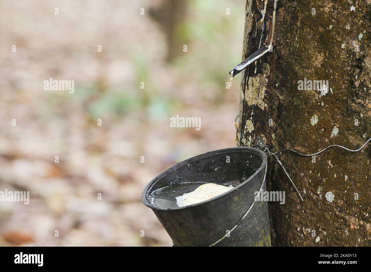 Rubber Latex extracted from rubber tree , (Hevea Brasiliensis) as a ...