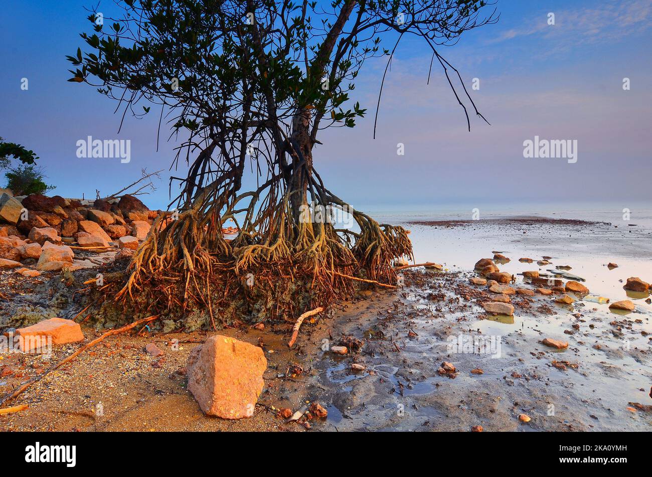 Mangrove tree at muddy beach during sunset Stock Photo - Alamy