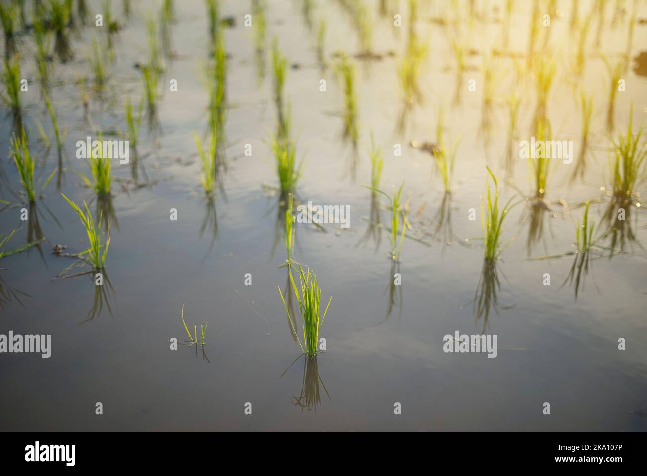 Indian rice paddy seeds hi-res stock photography and images - Alamy
