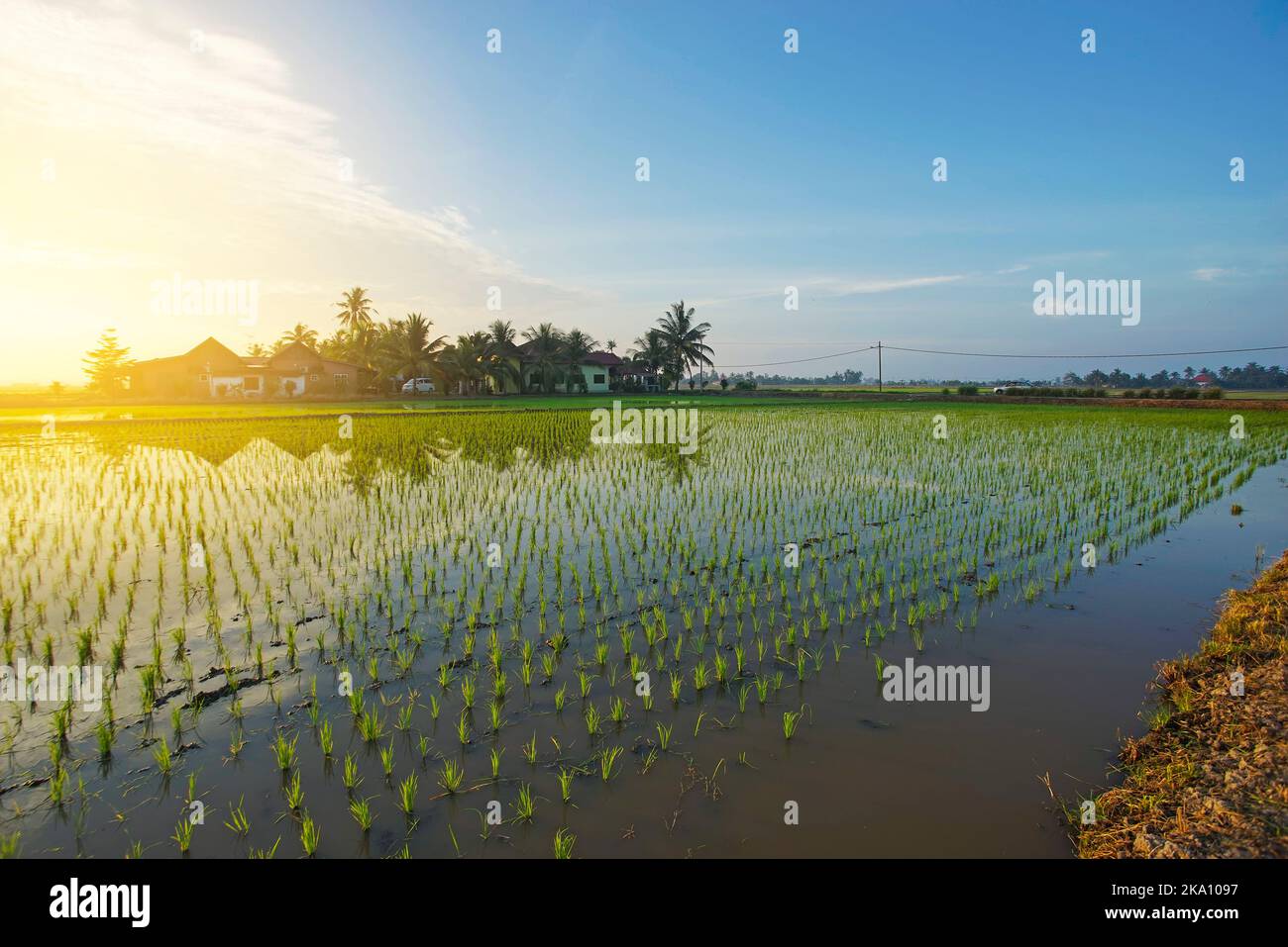 Reflection cultivation season paddy field hi-res stock photography and ...
