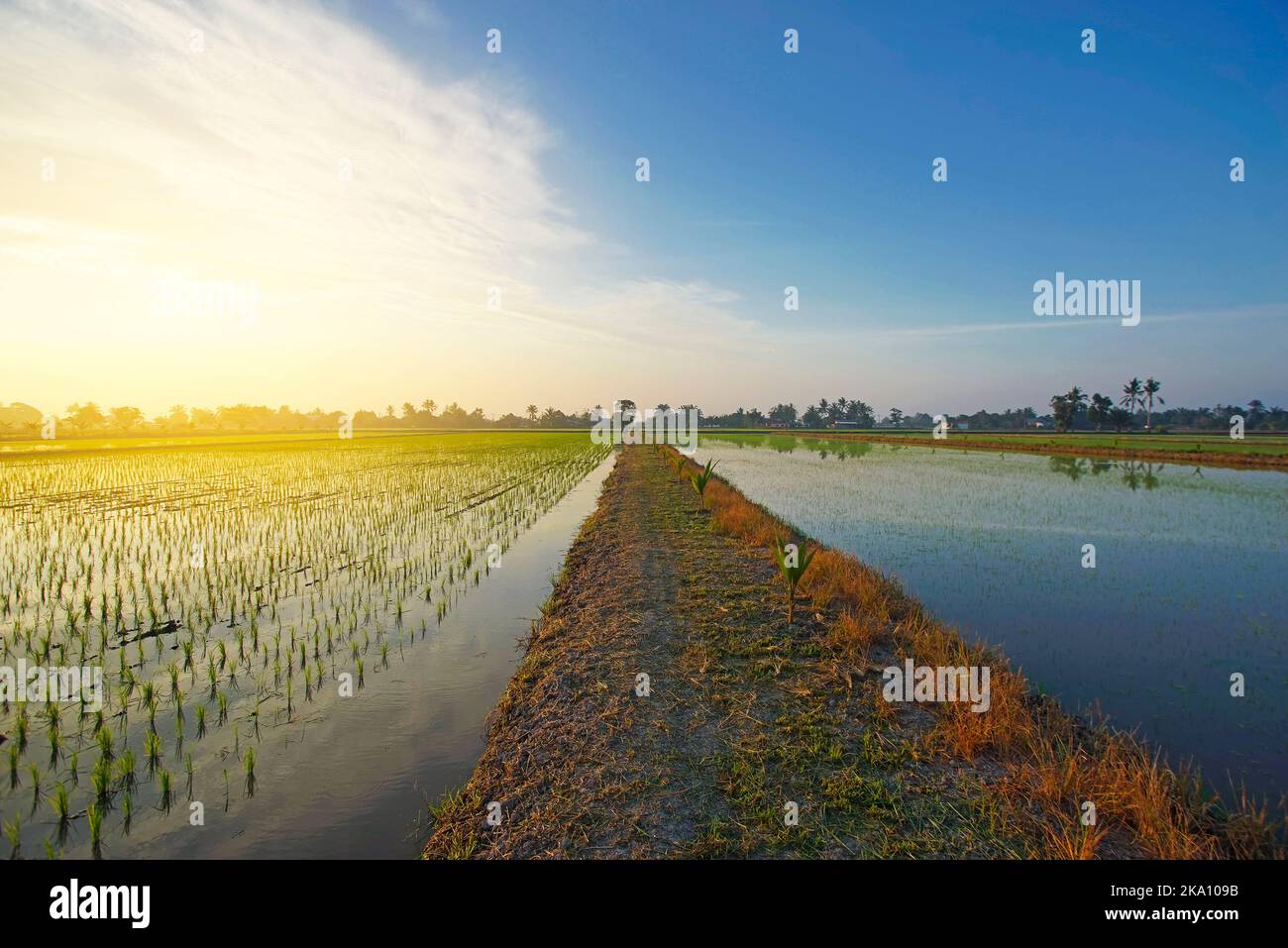 Young green paddy seed over blue sky background Stock Photo - Alamy
