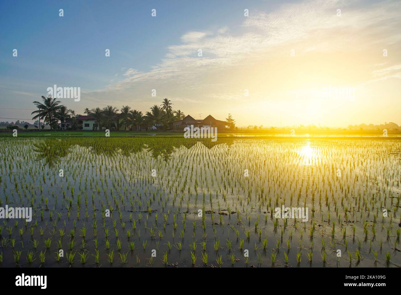 Reflection of farmer house and young paddy seed during sunrise Stock ...