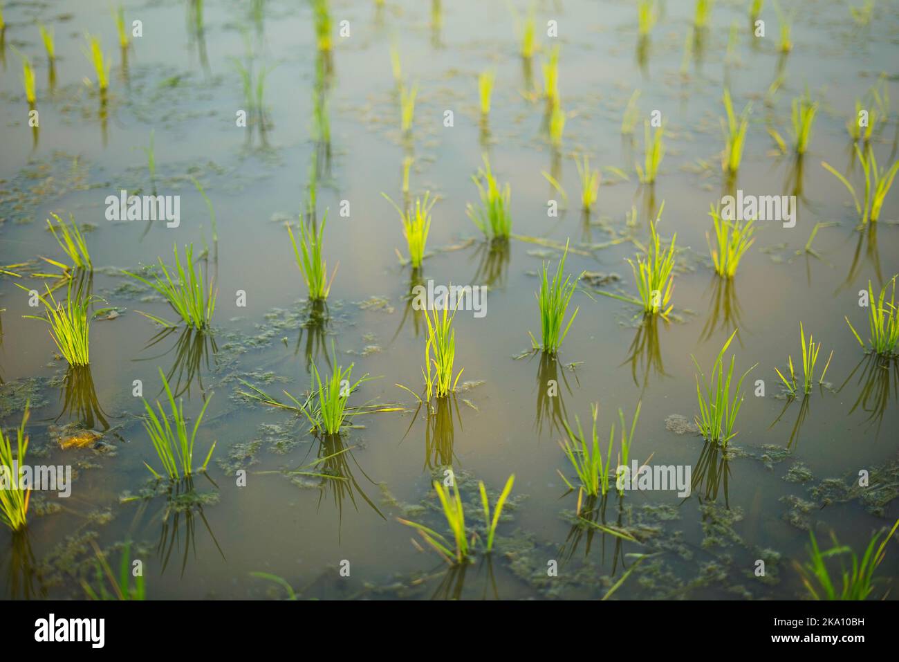 Indian rice paddy seeds hi-res stock photography and images - Alamy