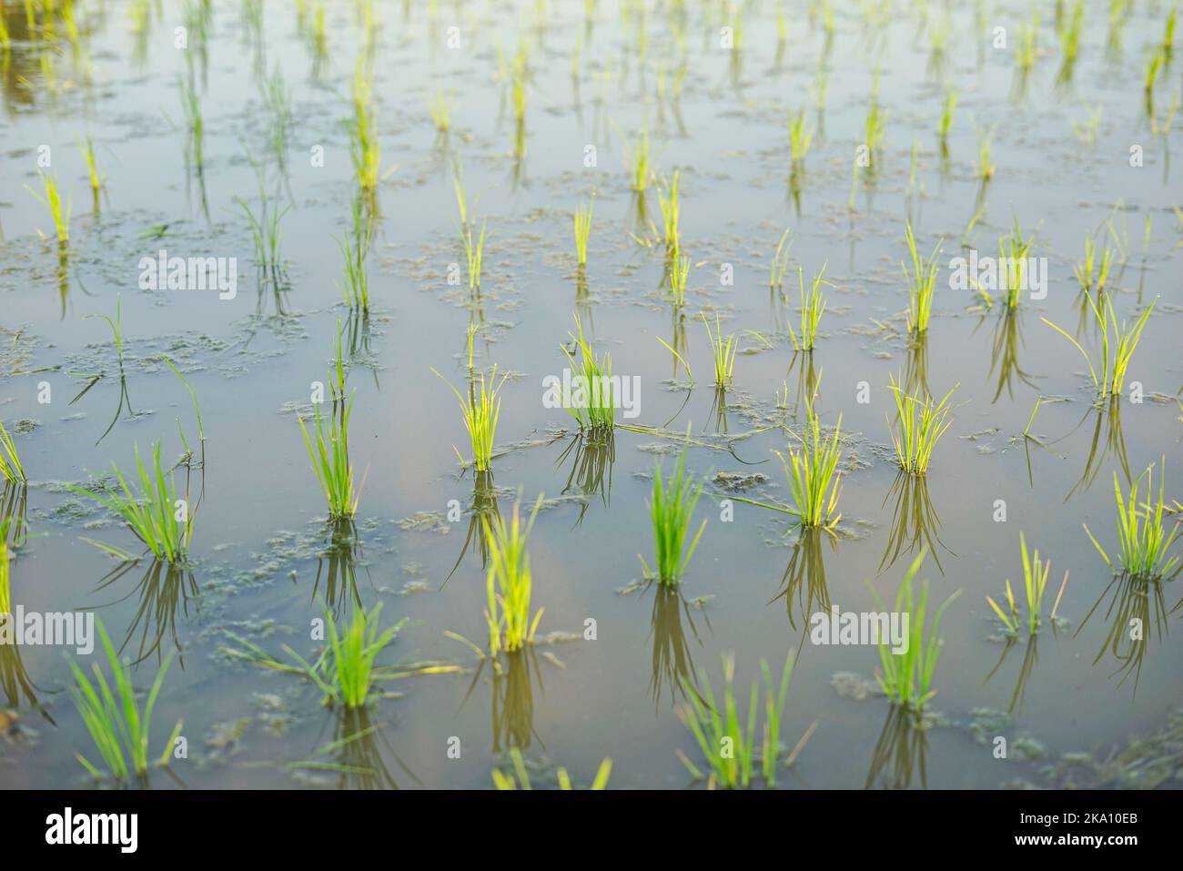 Paddy seed hi-res stock photography and images - Alamy