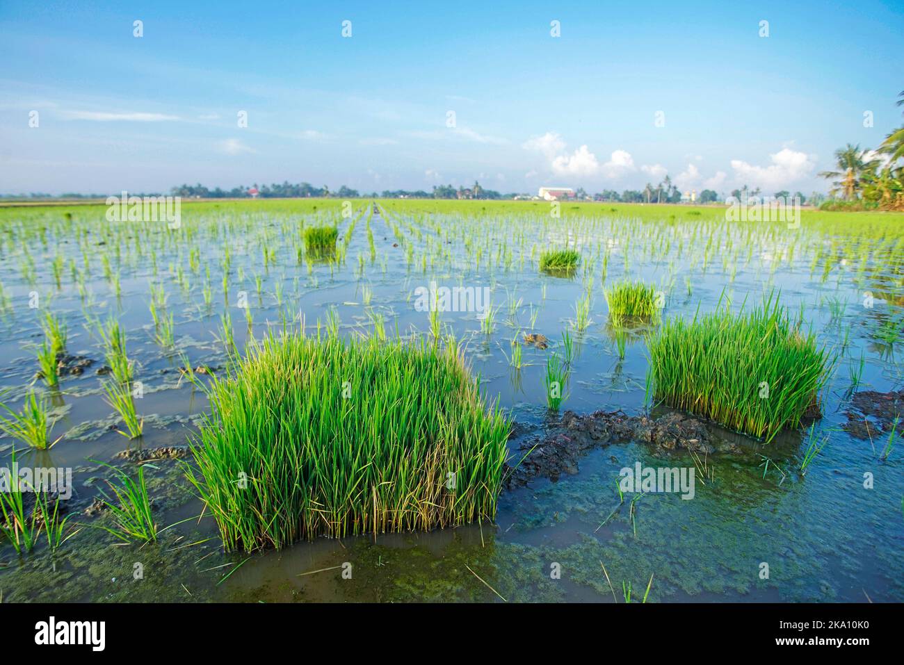 Young green paddy seed over blue sky background Stock Photo - Alamy