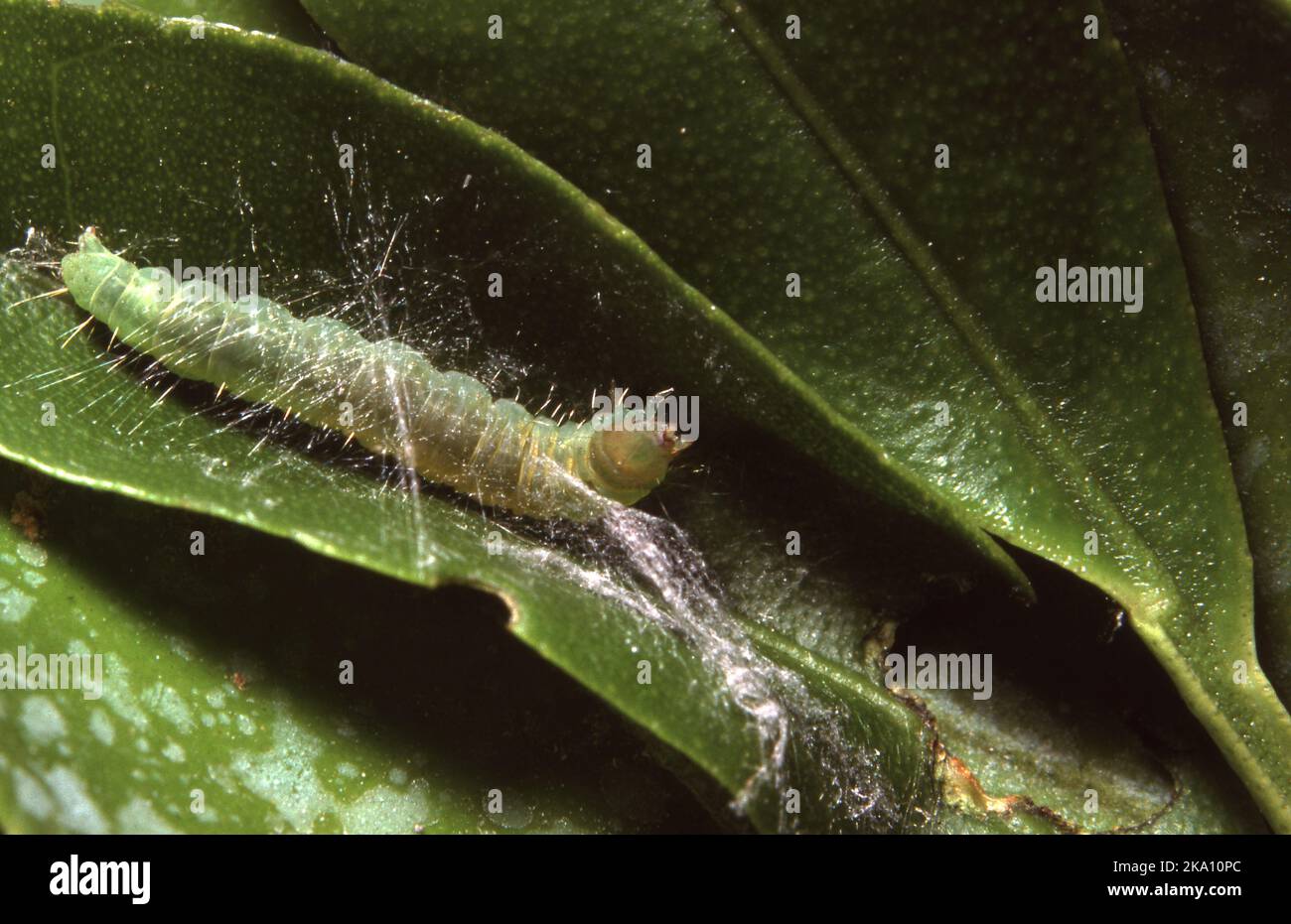 Light brown apple moth hi-res stock photography and images - Alamy