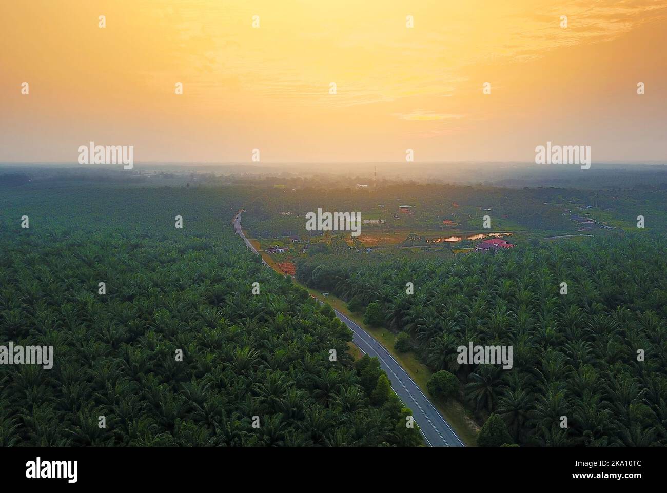 Aerial view of green palm plantation during sunrise Stock Photo - Alamy