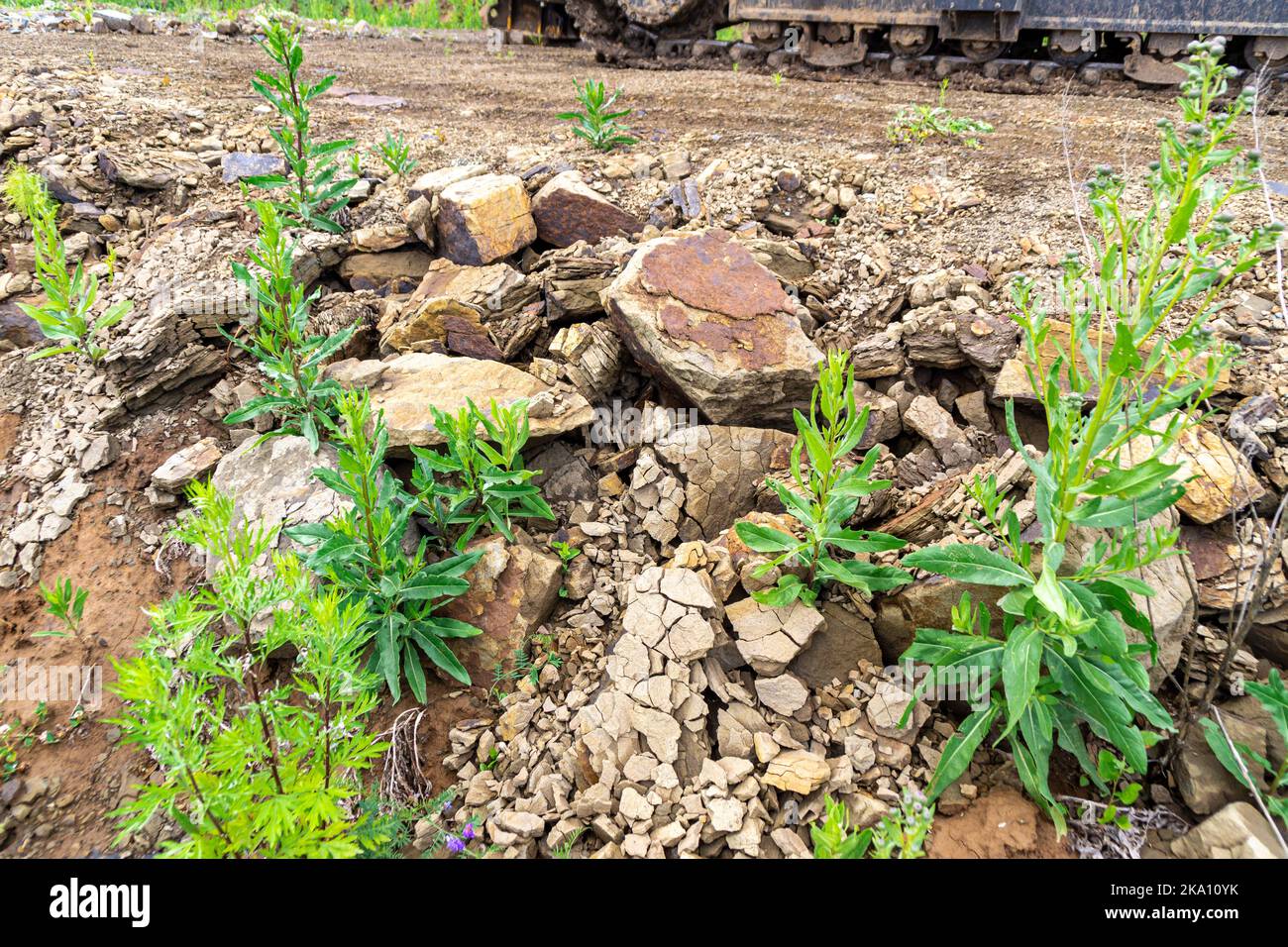 an old road embankment made of crumbling sandstone, on which grass is ...