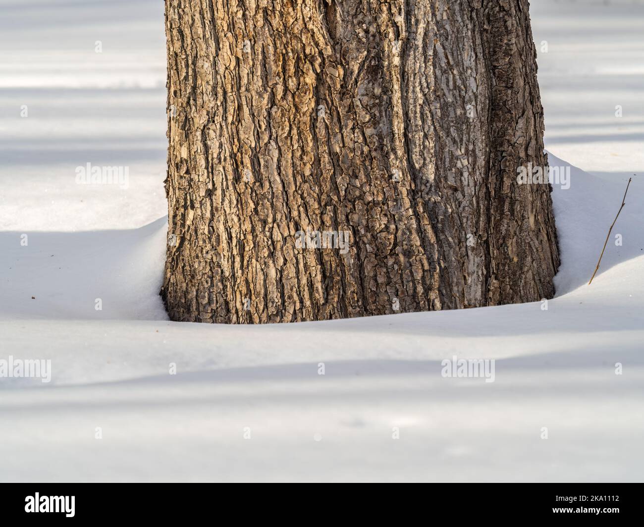 Poplar tree bark with wooden texture nature background with snow ...