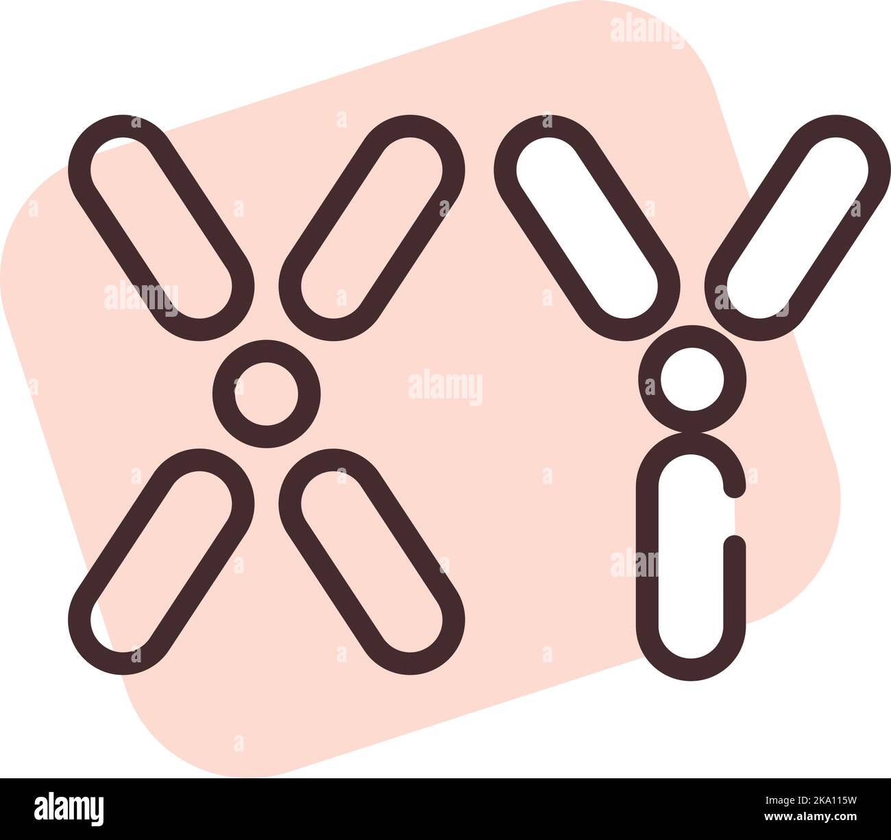 Cromosome Stock Vector Images Alamy 5592