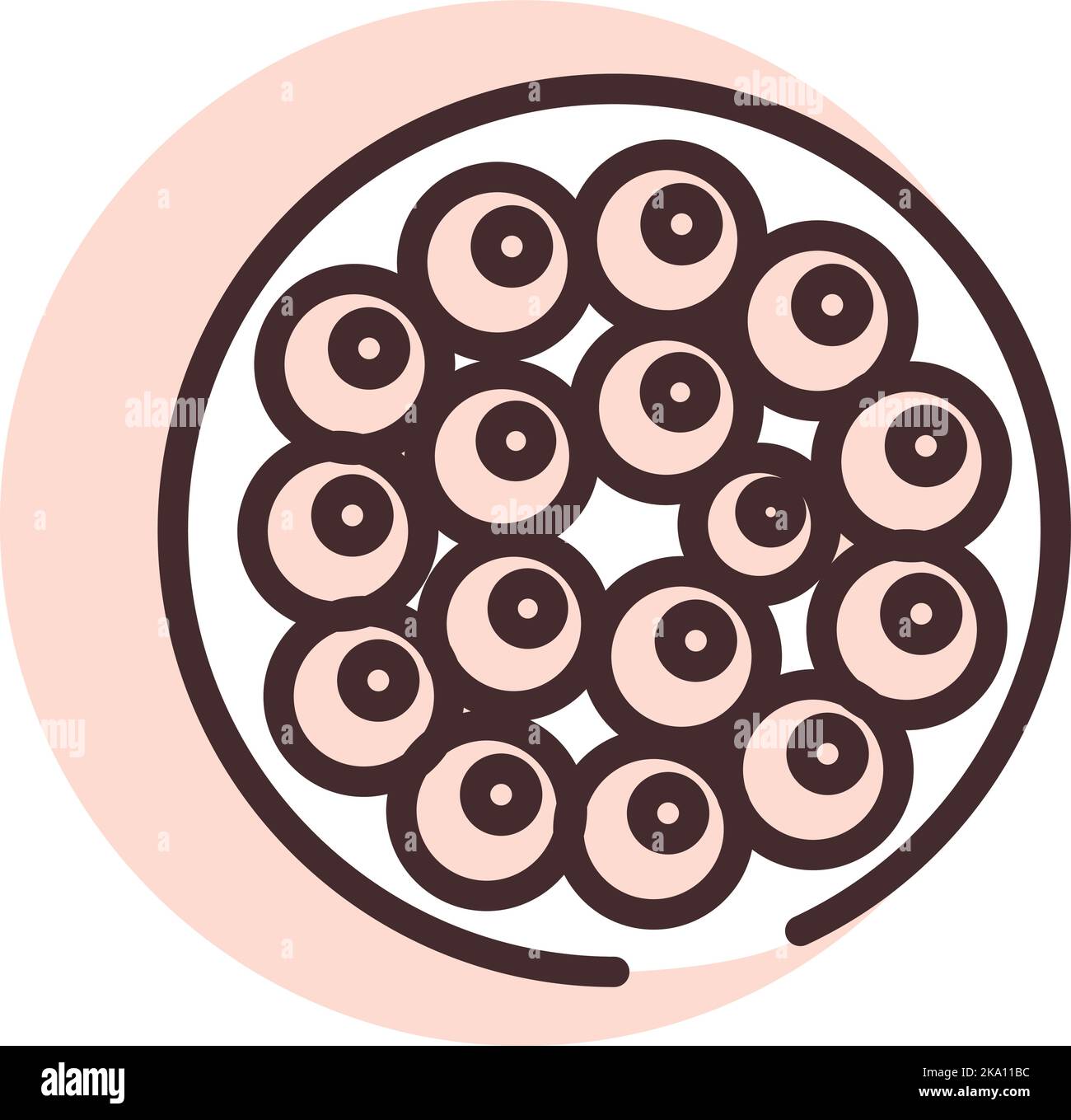 Morula anatomy hi-res stock photography and images - Alamy