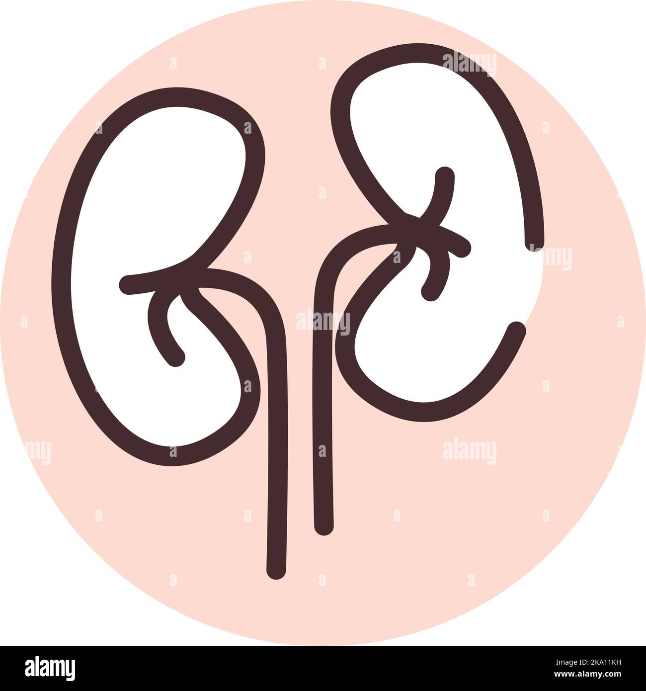 Human organ kidney, illustration or icon, vector on white background ...